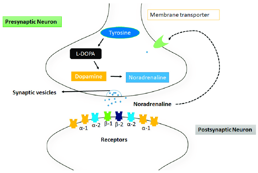NEJM – Không có lợi ích khi khởi động norepinephrine sớm để điều trị ...